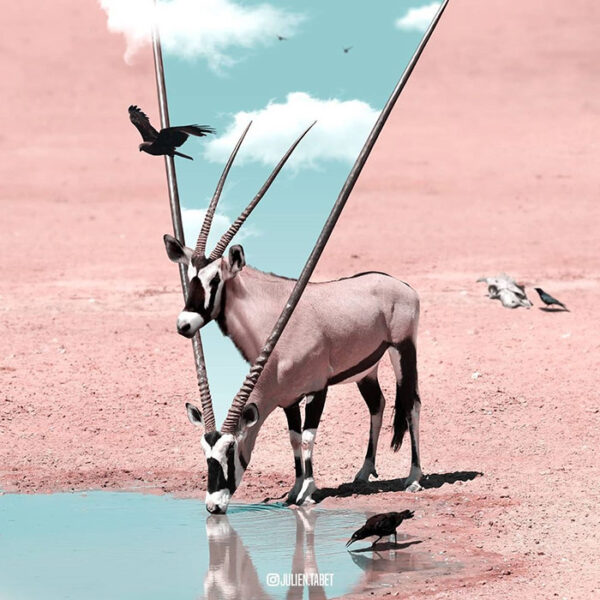 Surreal Animal Photoshop Manipulation by Julien Tabet